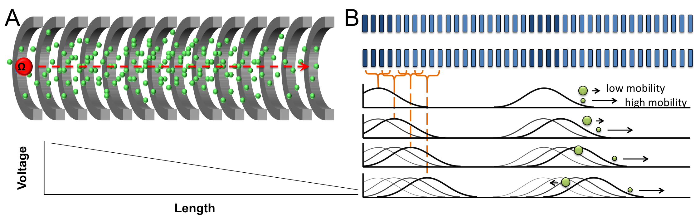 Experimental Validation of an Ion Simulation Model for Traveling Wave ...
