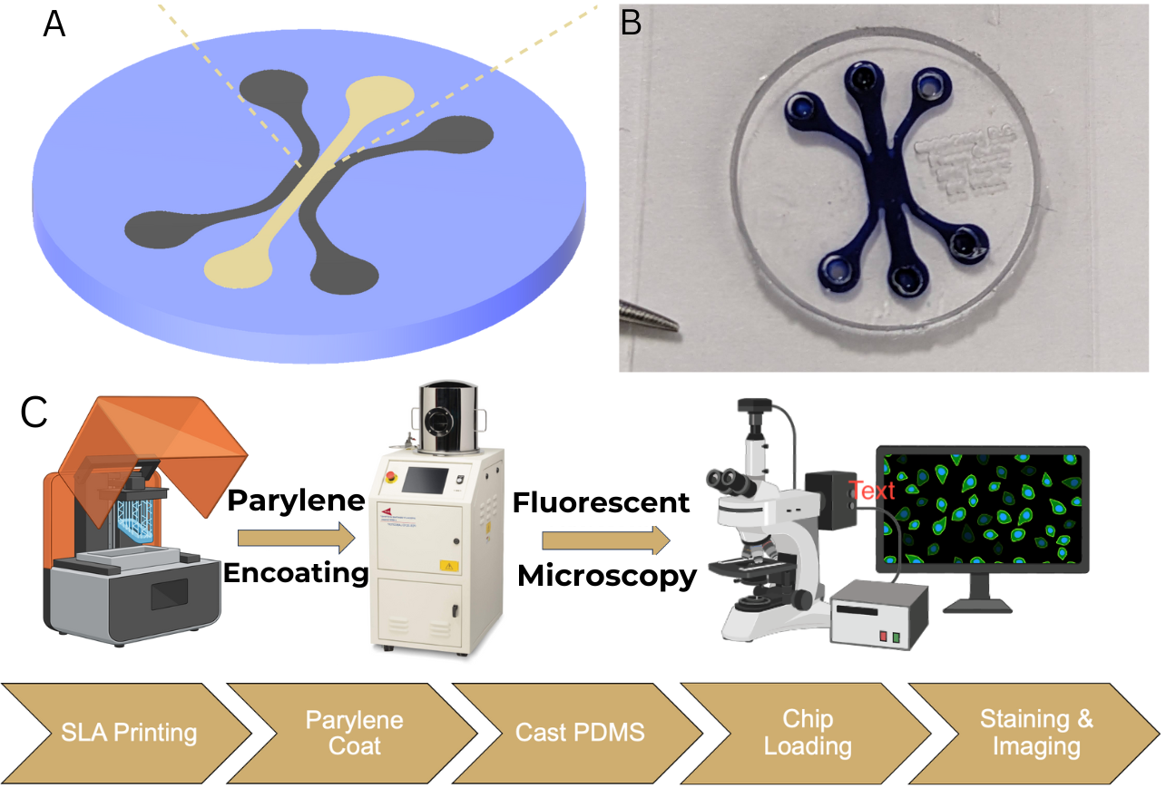 A Microfluidic Blood Brain Barrier Chip Model for Studying the Effects of VEGF on Brain ...
